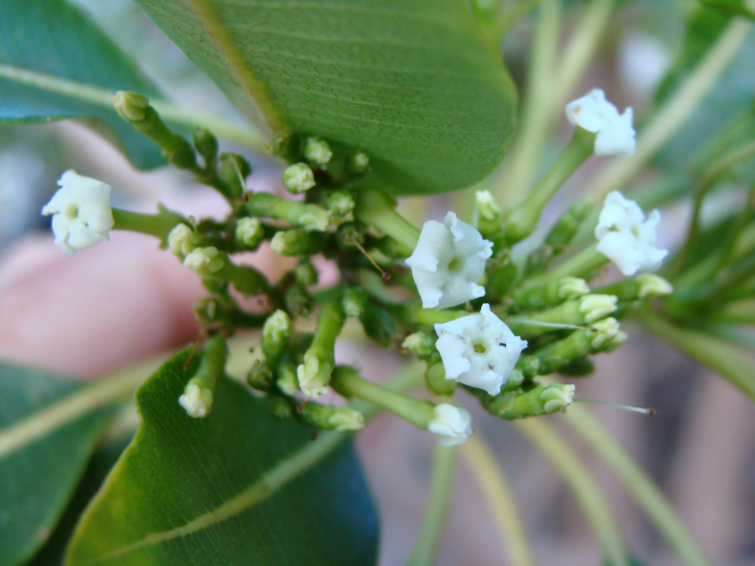 Plant Library - Native Hawaiian Plant Society