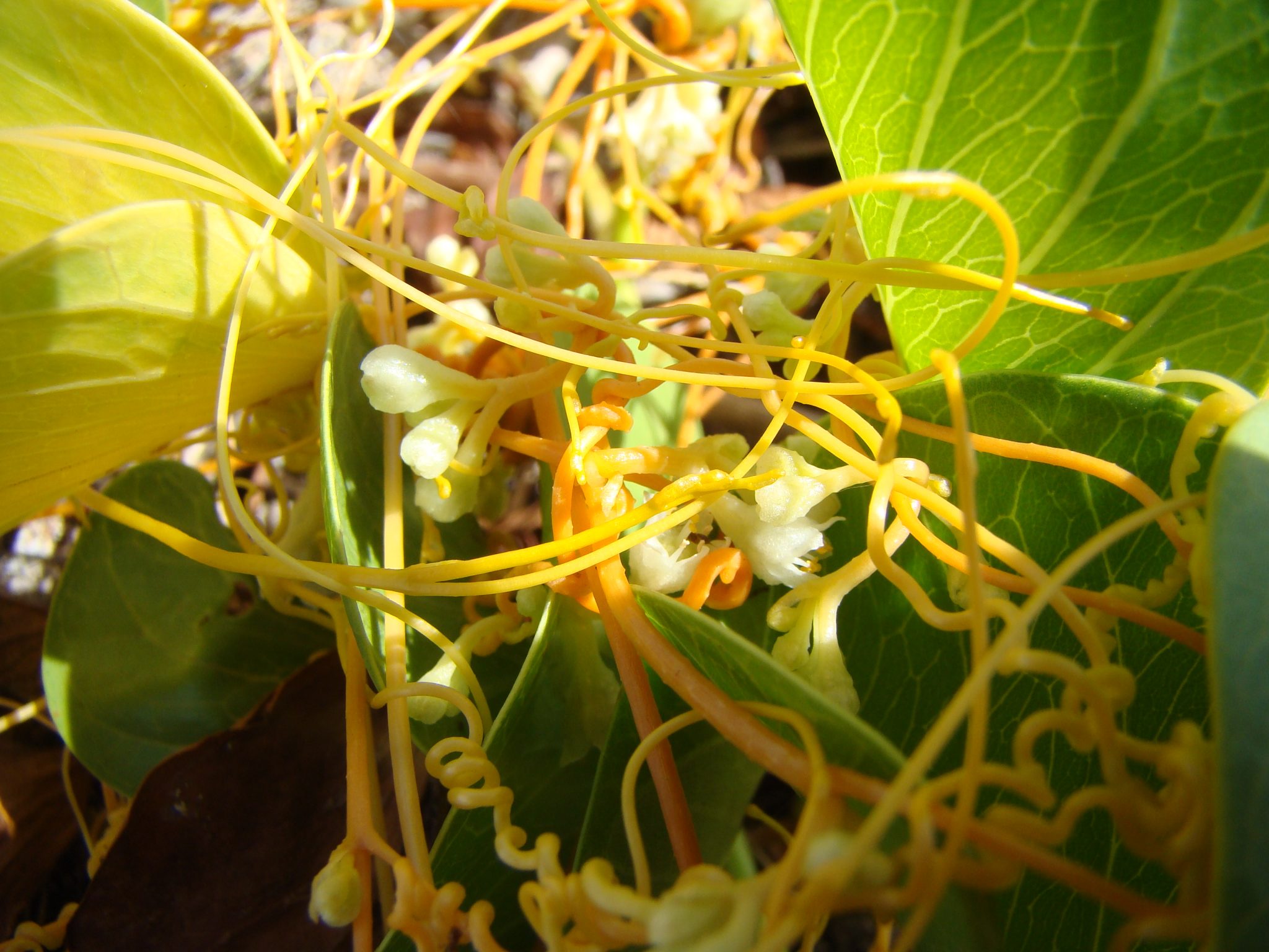 Plant Library - Native Hawaiian Plant Society