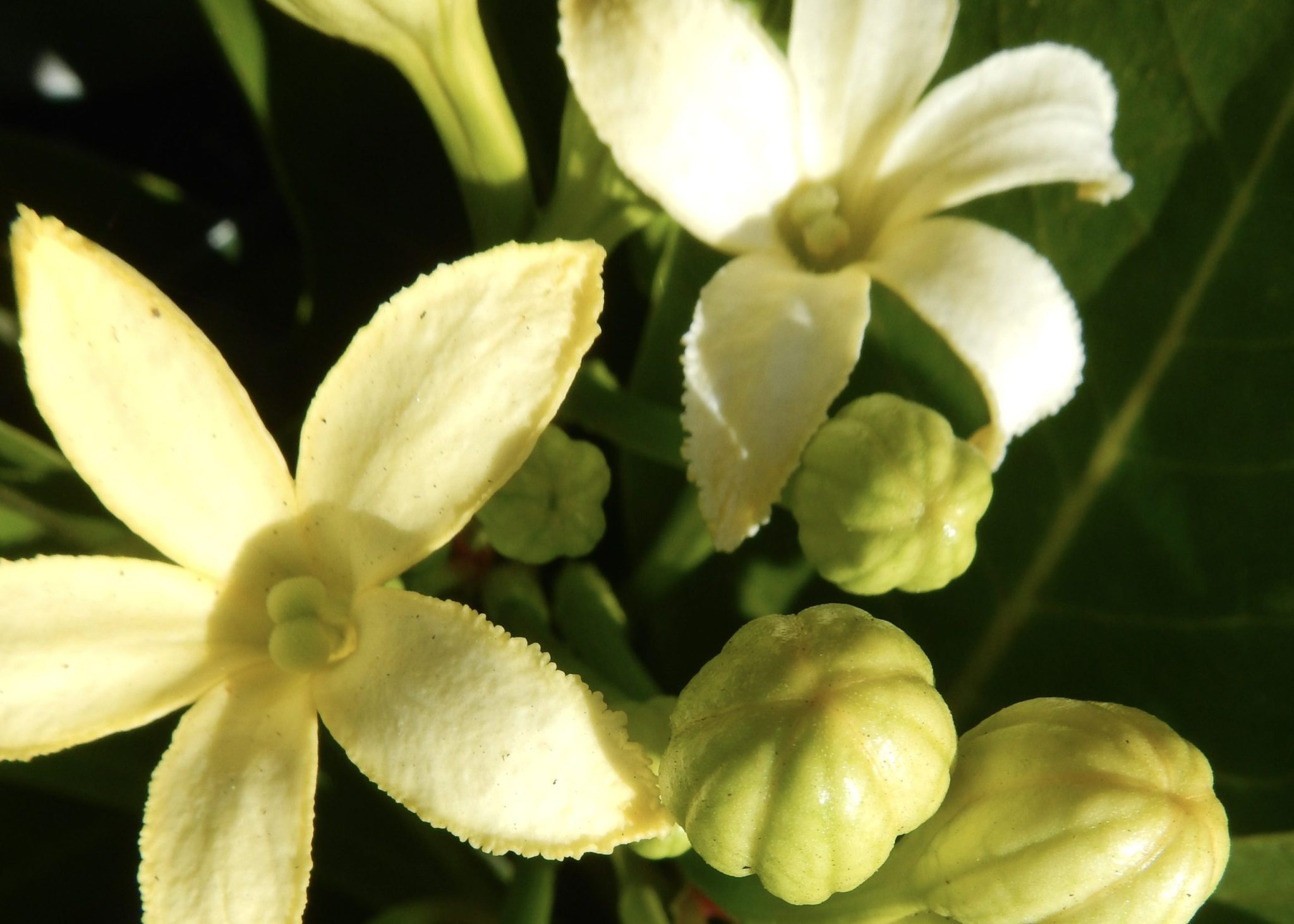 Plant Library - Native Hawaiian Plant Society