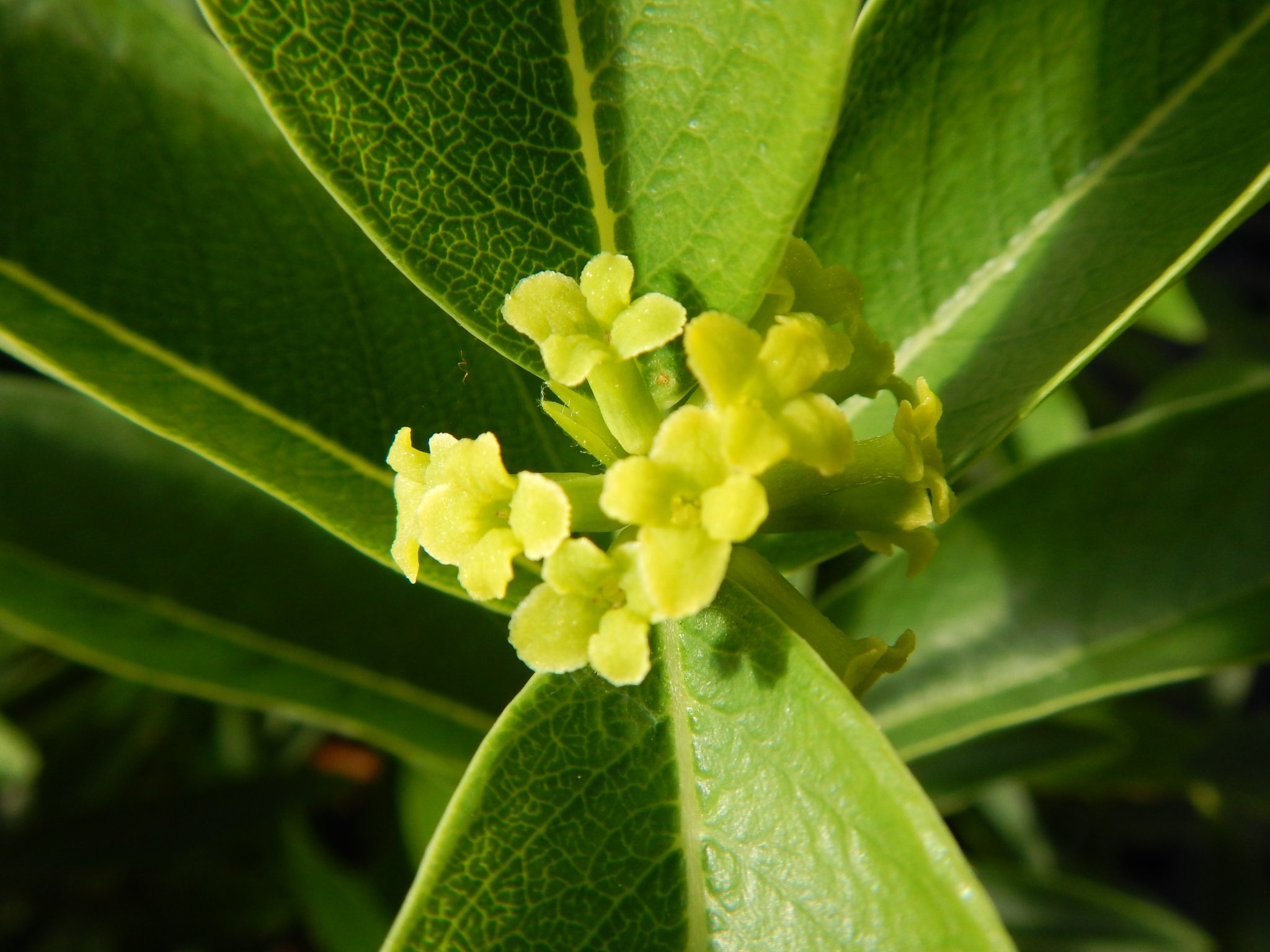 Plant Library - Native Hawaiian Plant Society