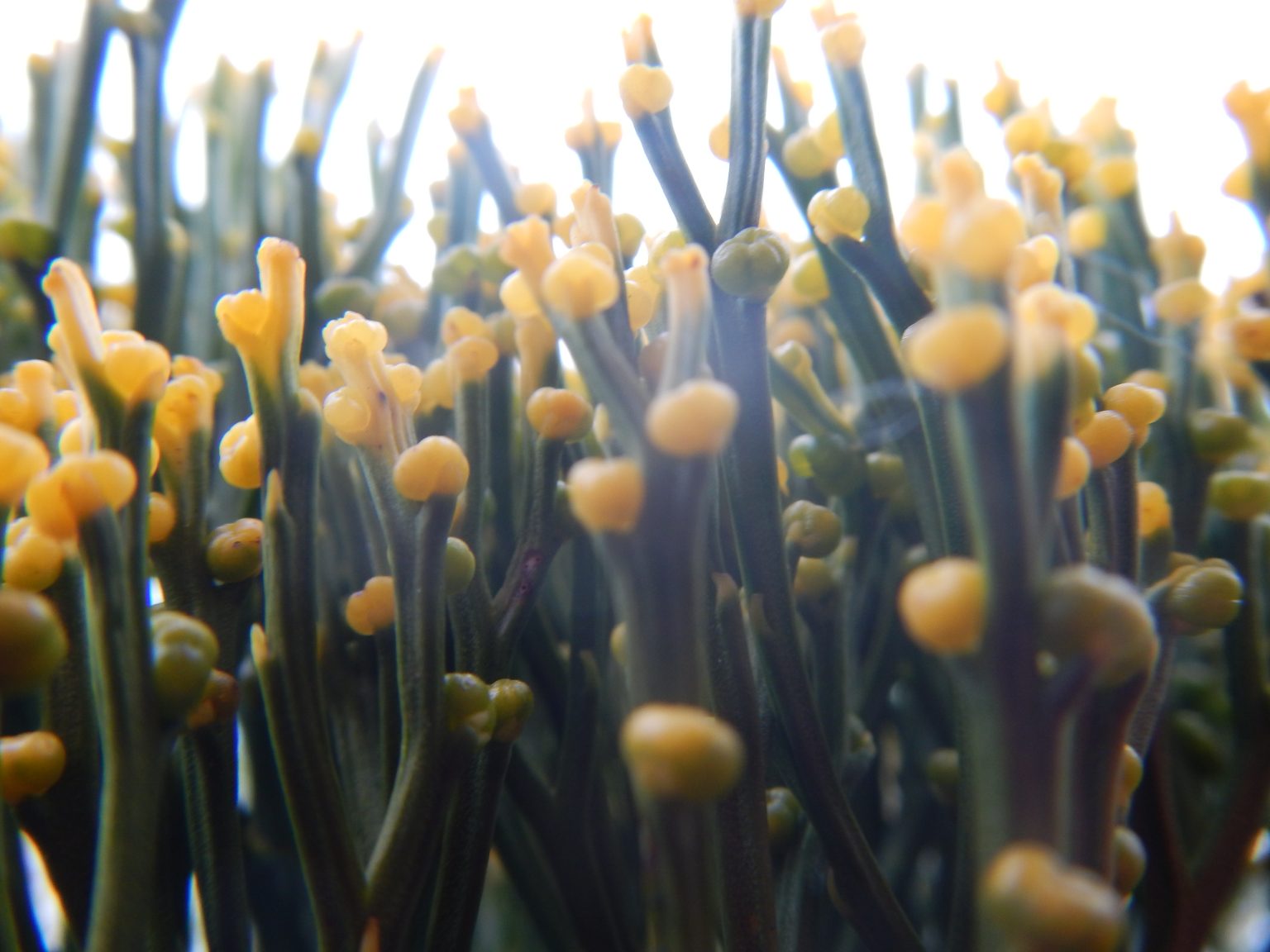Plant Library - Native Hawaiian Plant Society