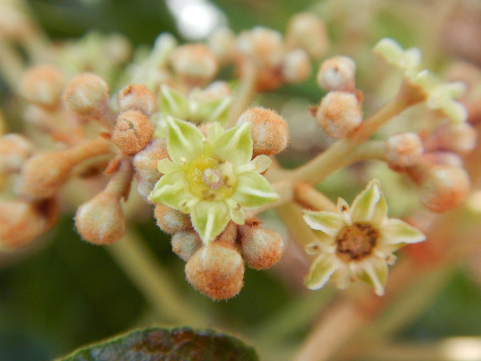 Plant Library - Native Hawaiian Plant Society