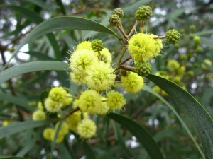 Plant Library - Native Hawaiian Plant Society