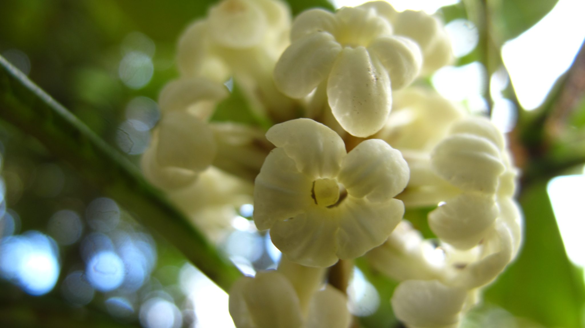 Plant Library - Native Hawaiian Plant Society