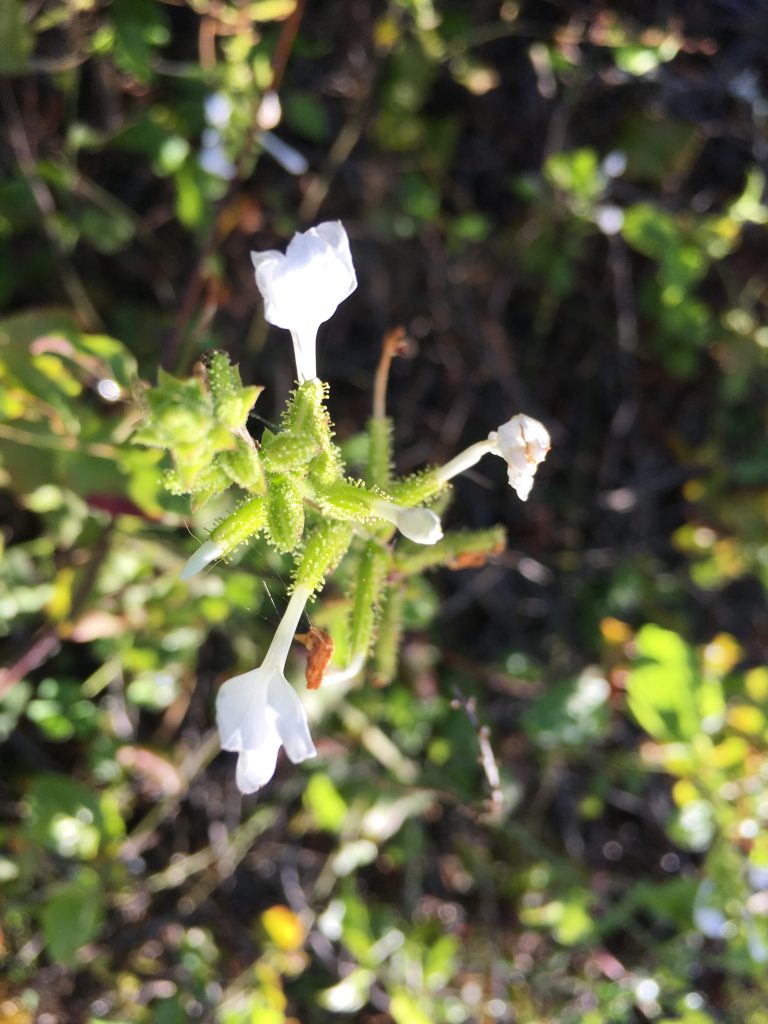 Plant Library - Native Hawaiian Plant Society