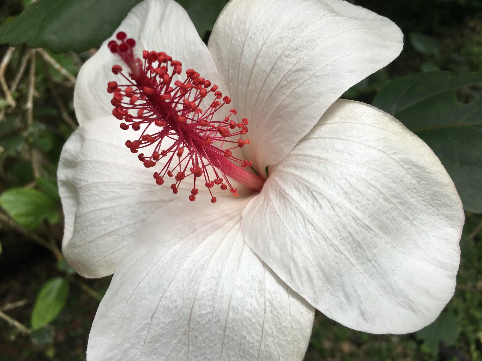 Plant Library - Native Hawaiian Plant Society