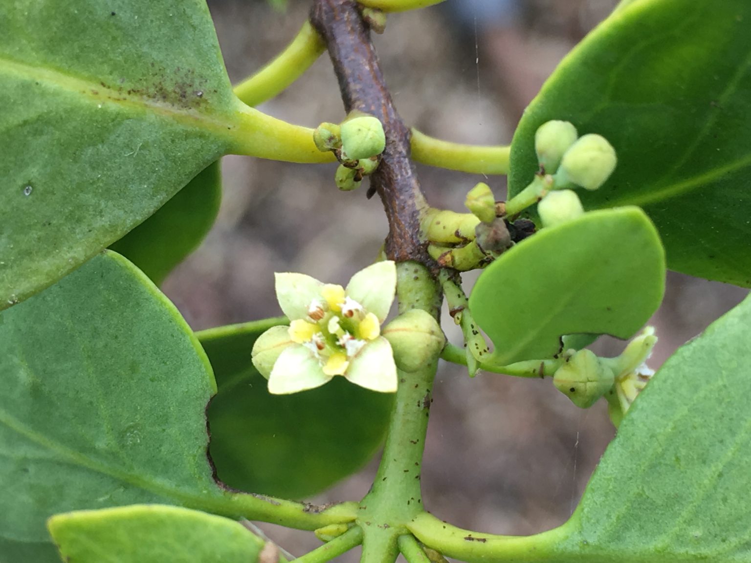 Plant Library - Native Hawaiian Plant Society