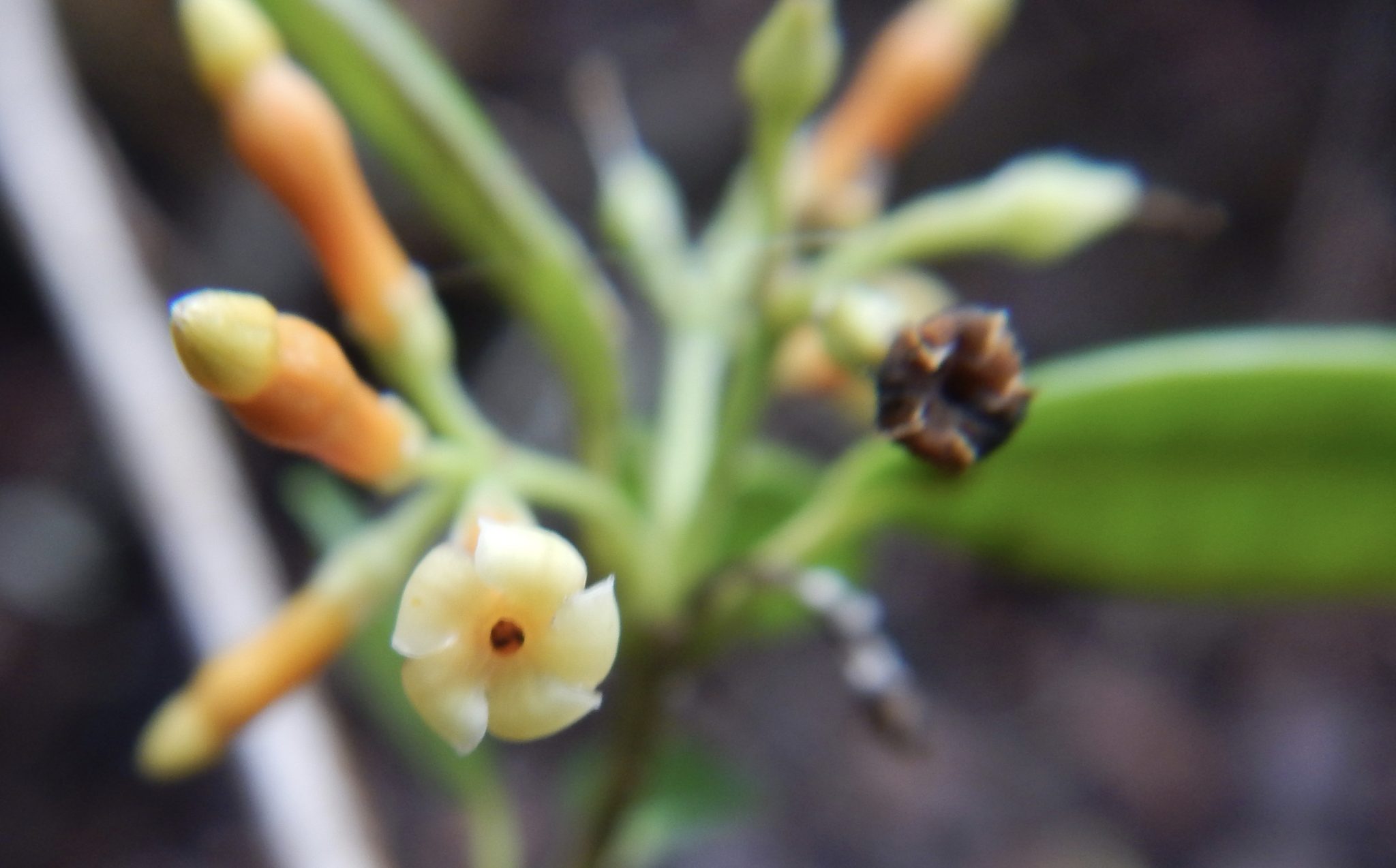 Plant Library - Native Hawaiian Plant Society